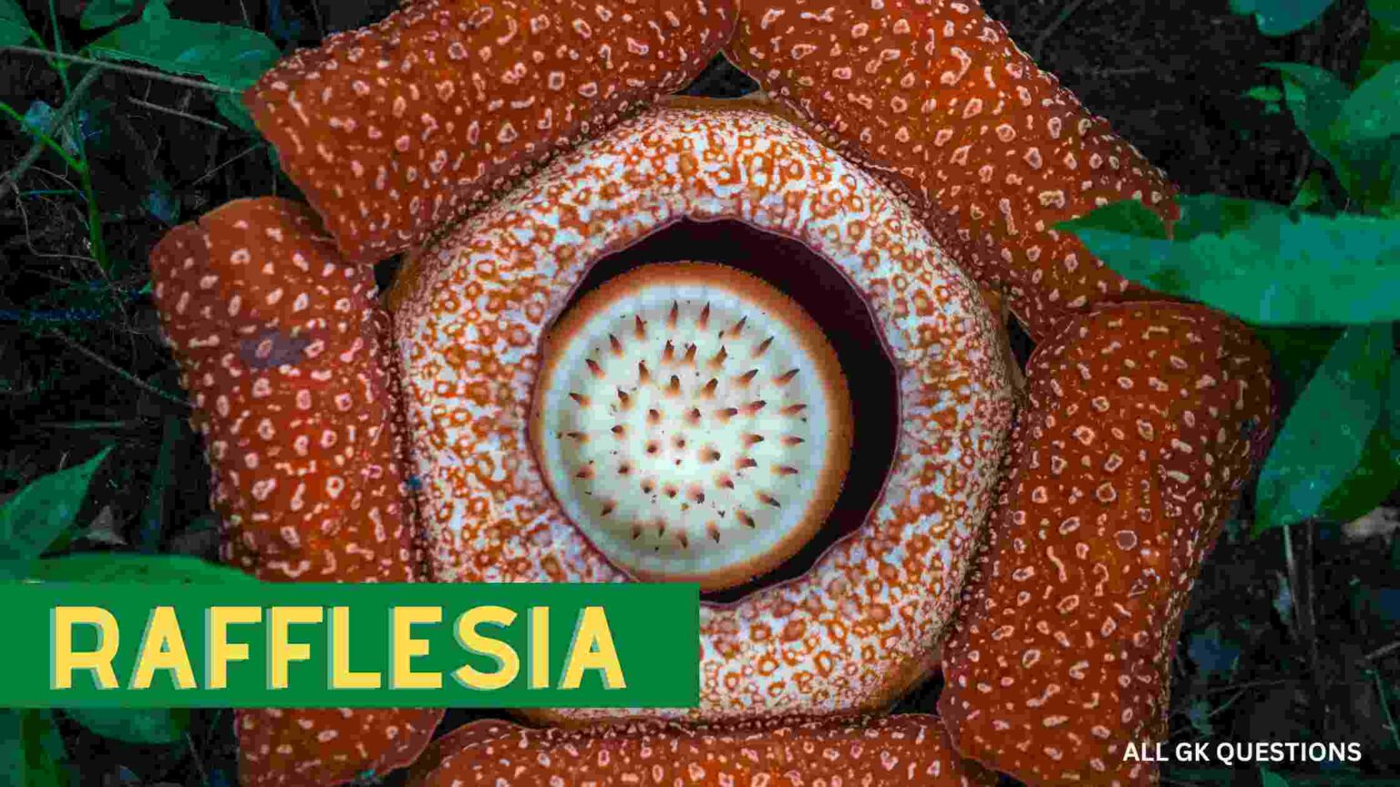 Rafflesia Arnoldii, the Largest Flower in the World - All GK Questions